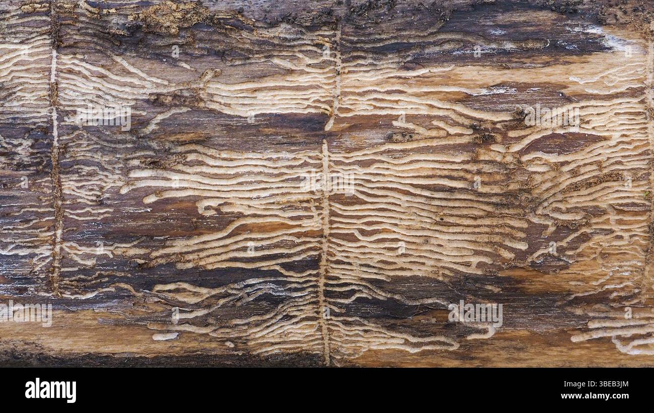 Breeding systems of the letterpress printer (Ips typographus Stock ...