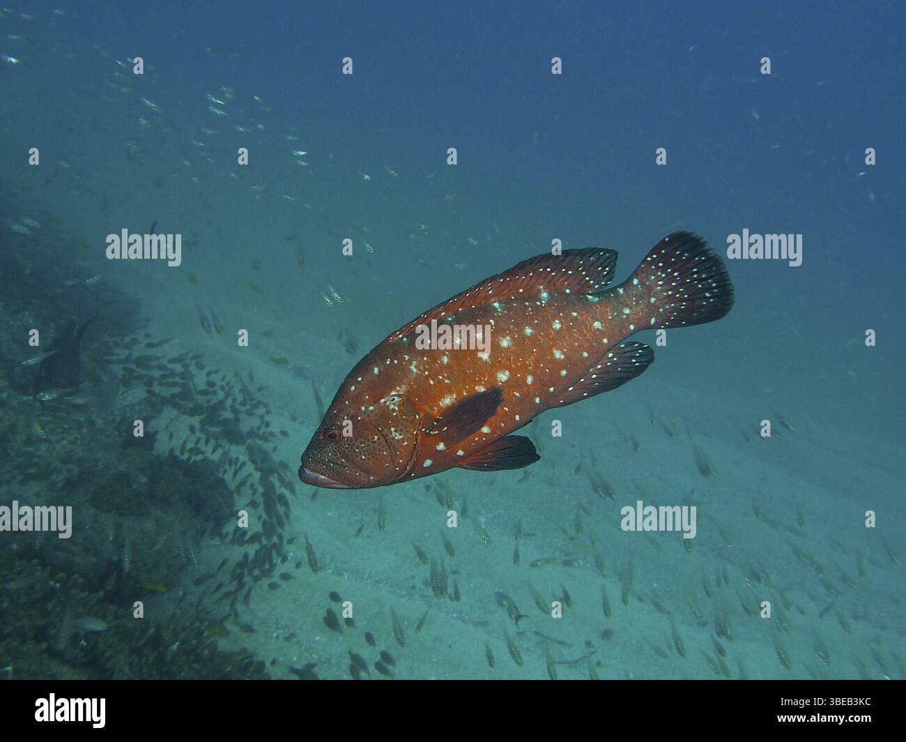 Tomato grouper (Cephalopholis sonnerati Stock Photo - Alamy