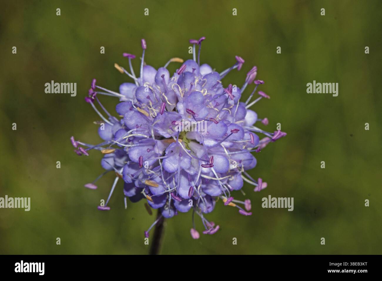 Common devil's-bit scabious (Succisa pratensis Stock Photo - Alamy