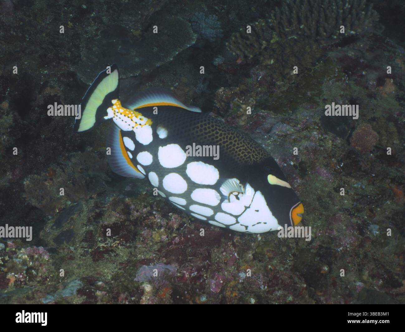 Leopard triggerfish (Balistoides conspicillum Stock Photo - Alamy