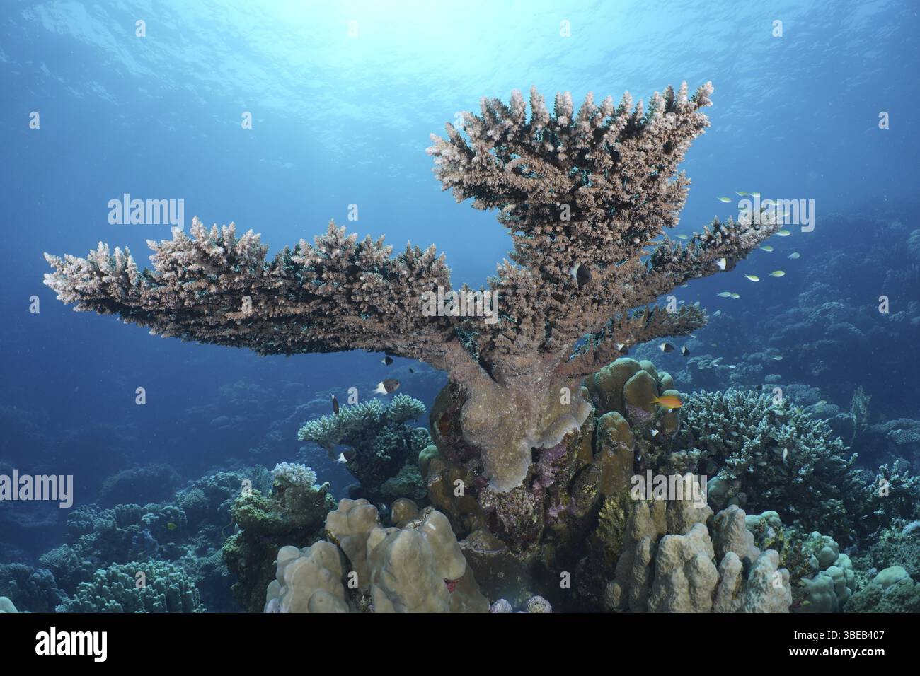 Pharaoh's antler coral (Acropora pharaonis Stock Photo - Alamy
