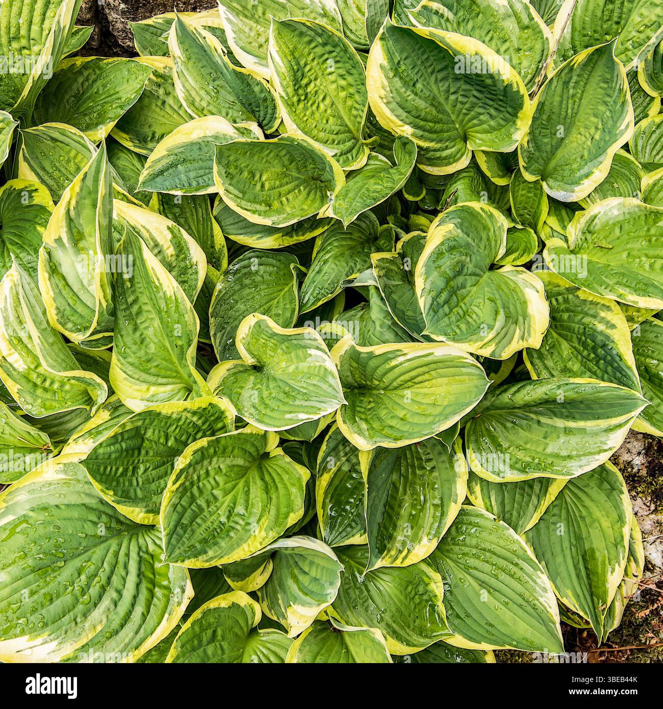 A flowerbed in the churchyard at Langcliffe reveals this beautiful ...