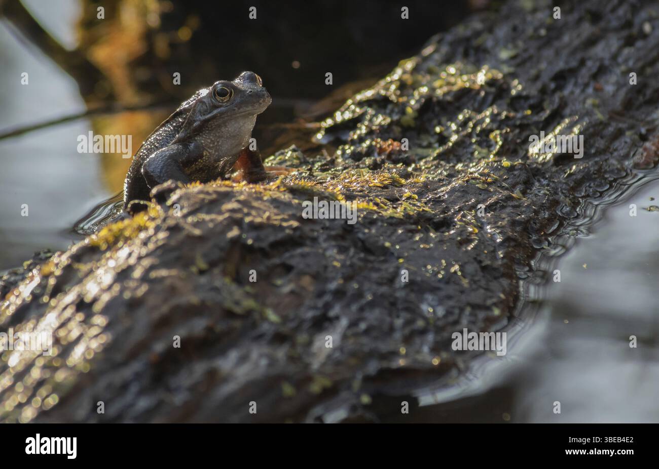 Frog rana sp hi-res stock photography and images - Alamy