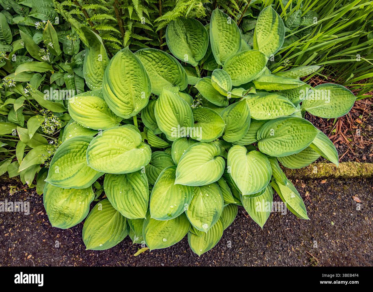 Keep slugs off hostas hi-res stock photography and images - Alamy