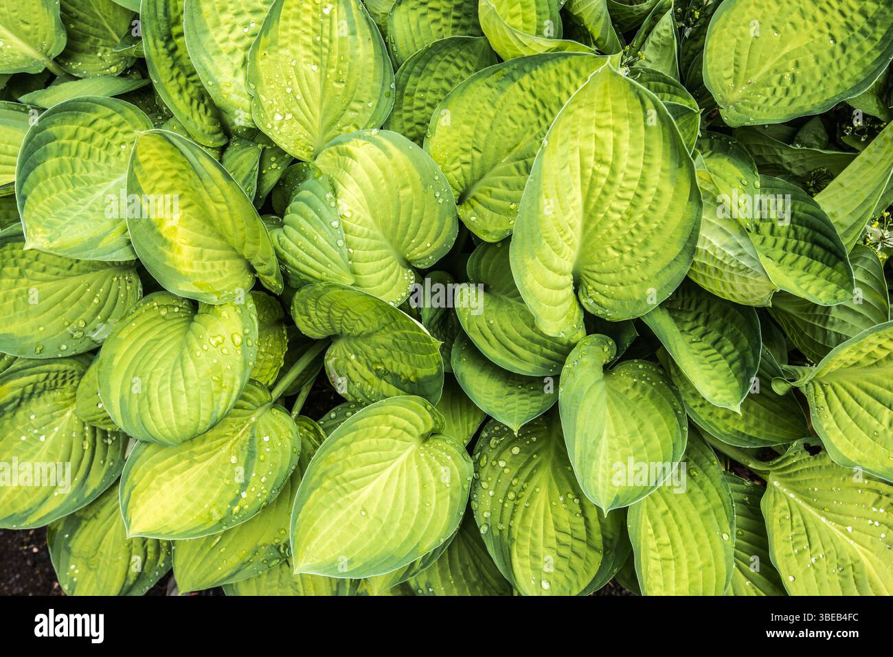 Hostas in an open churchyard flower bed, & in a very dry spring, have ...