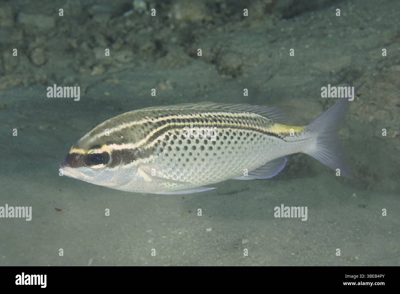 Arabian monocle bream (Scolopsis ghanam Stock Photo - Alamy