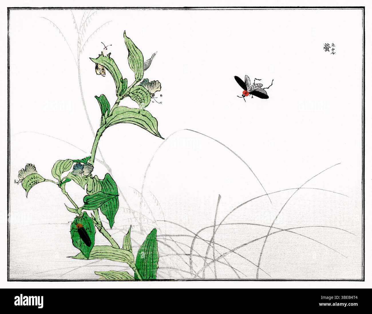 Fireflies by Morimoto Toko, 1910 - exquisite Japanese Kacho-ga insect ...