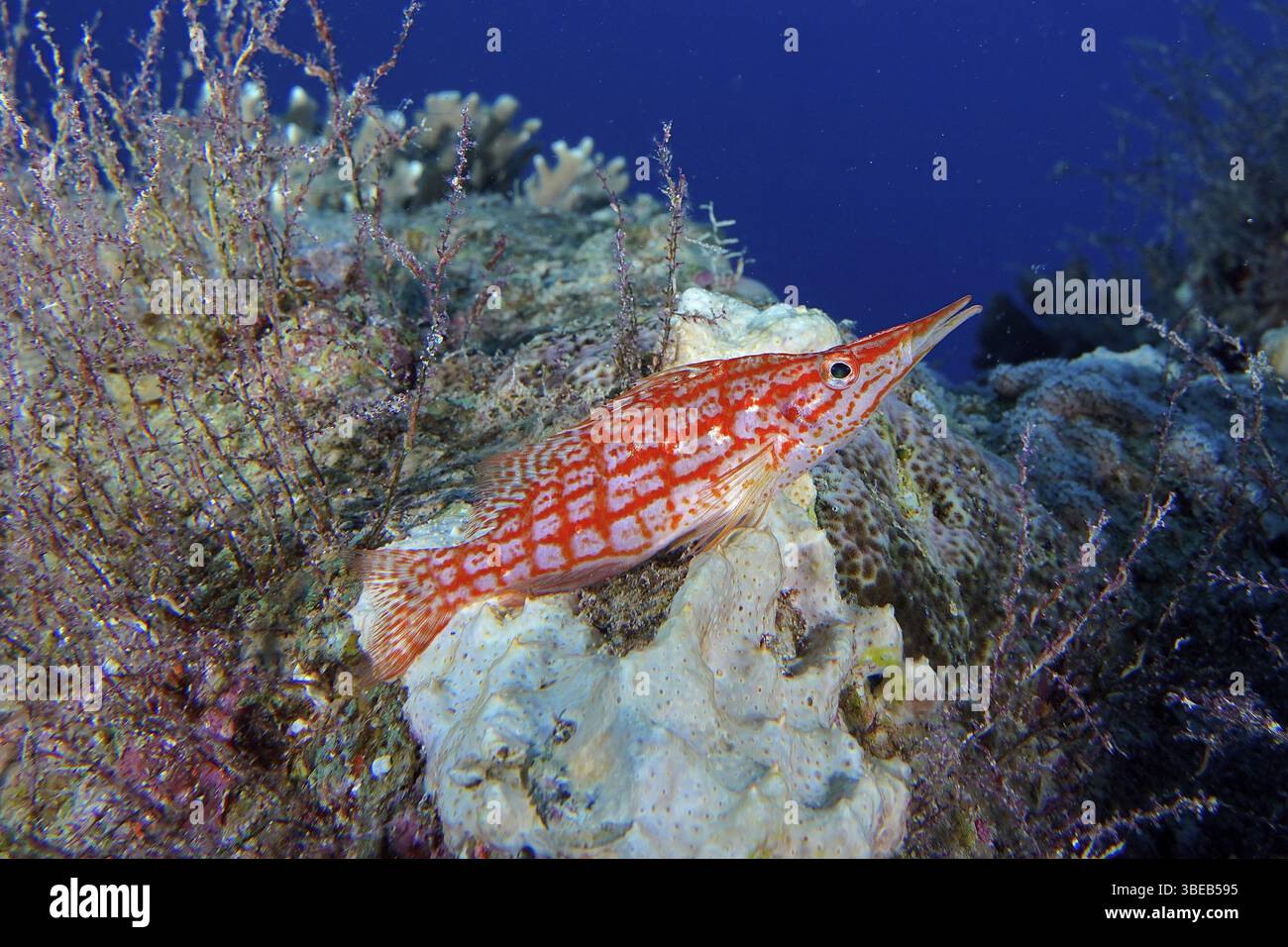 Sea fish long nose hi-res stock photography and images - Alamy