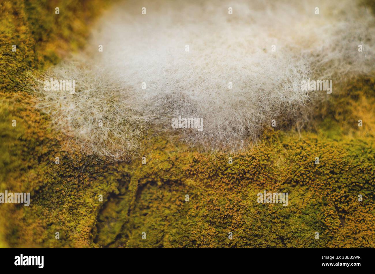 Green, brown and white fluffy mold textures. Mold and fungus spores on ...