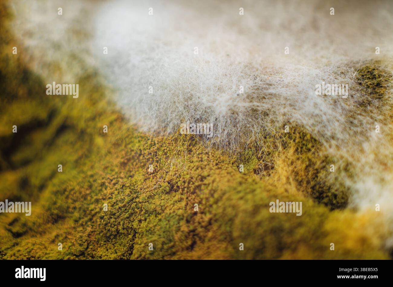 Mold and fungus spores on a decomposing organic surface. Green, brown ...