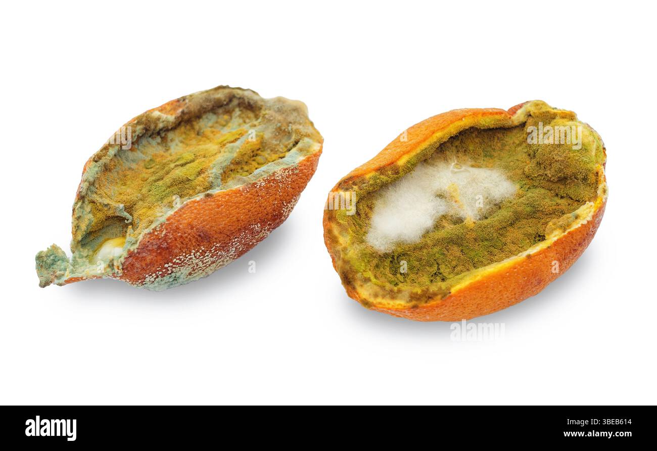 Orange with mold hi-res stock photography and images - Alamy