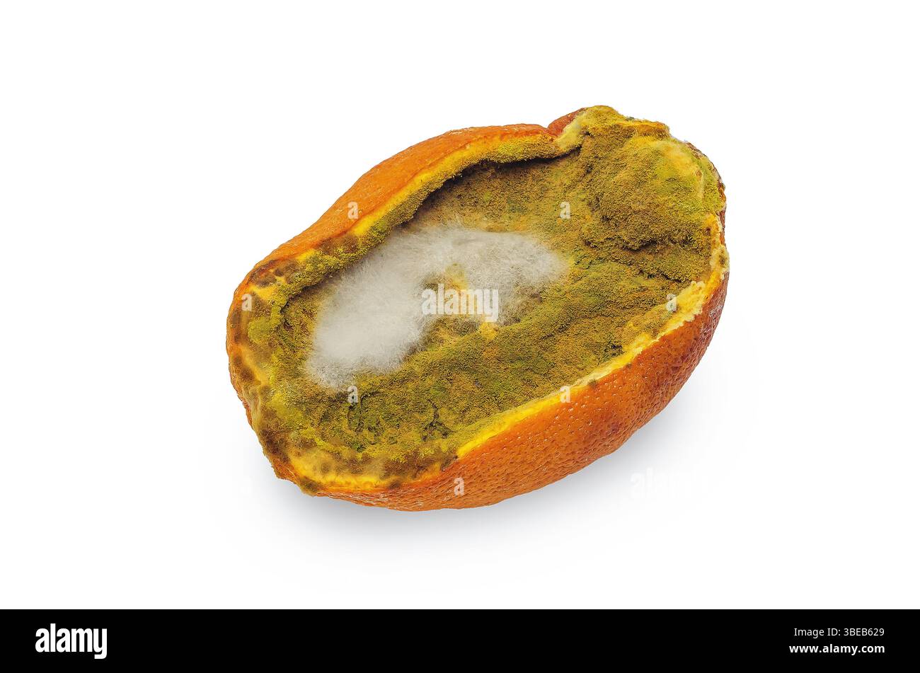 Rotten orange isolated on white. Green, brown and white fluffy moldy ...