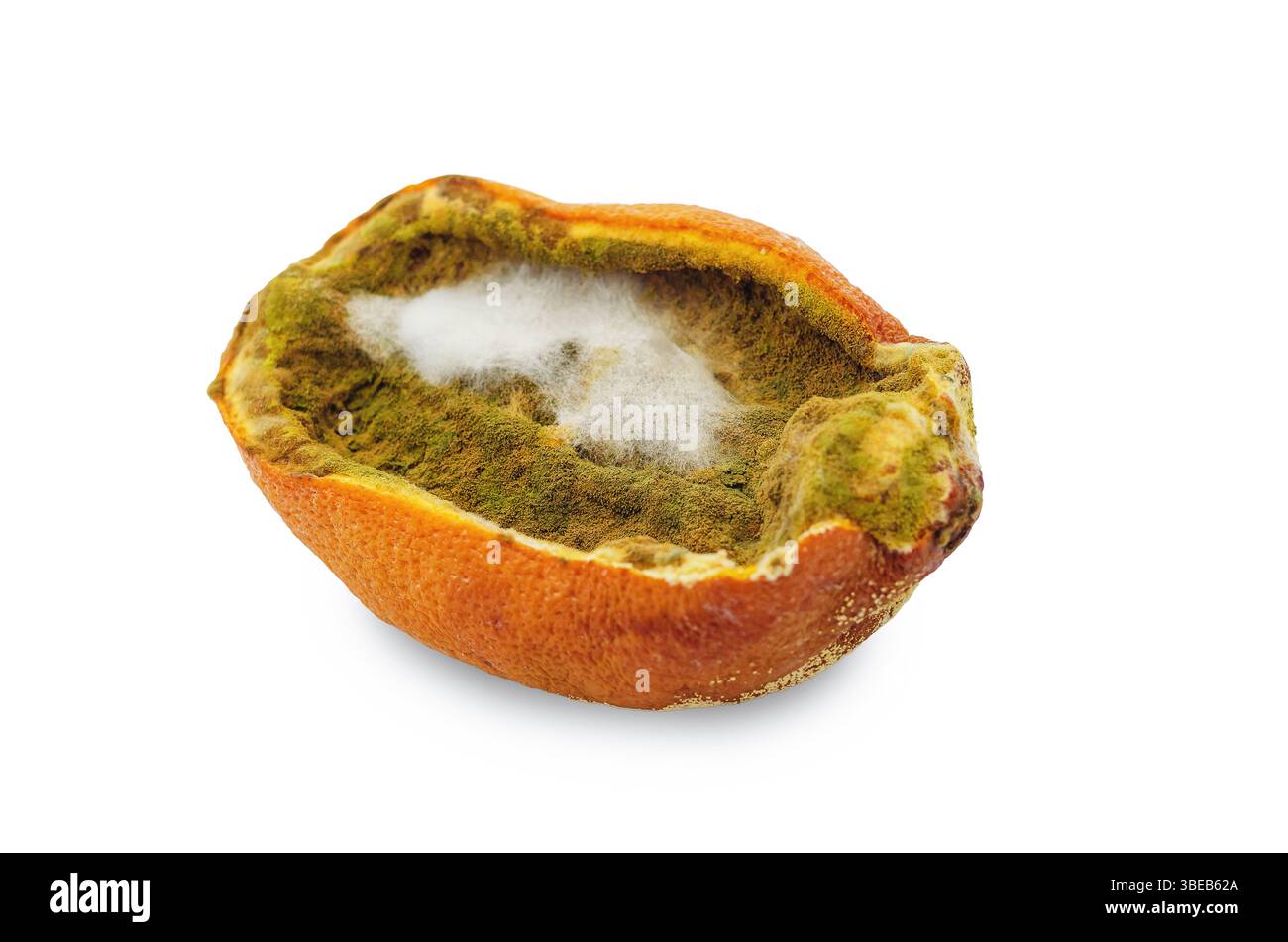 Green, brown and white fluffy moldy half of orange. Detailed photo of ...