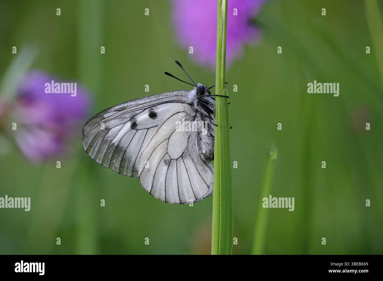 Parnassius mnemosyne hi-res stock photography and images - Alamy