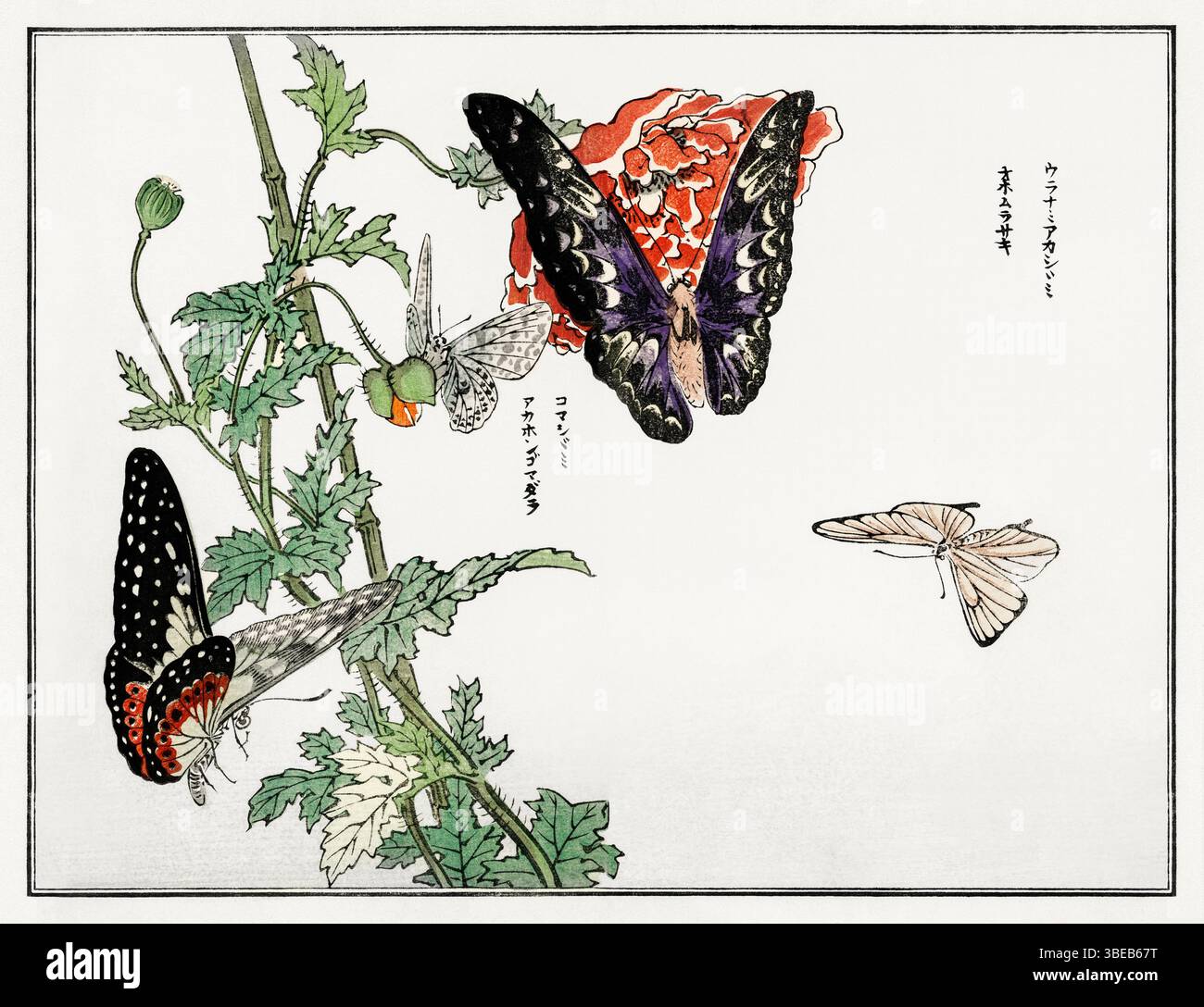 Restored 1910 Japanese print of butterflies and plant by Morimoto Toko ...