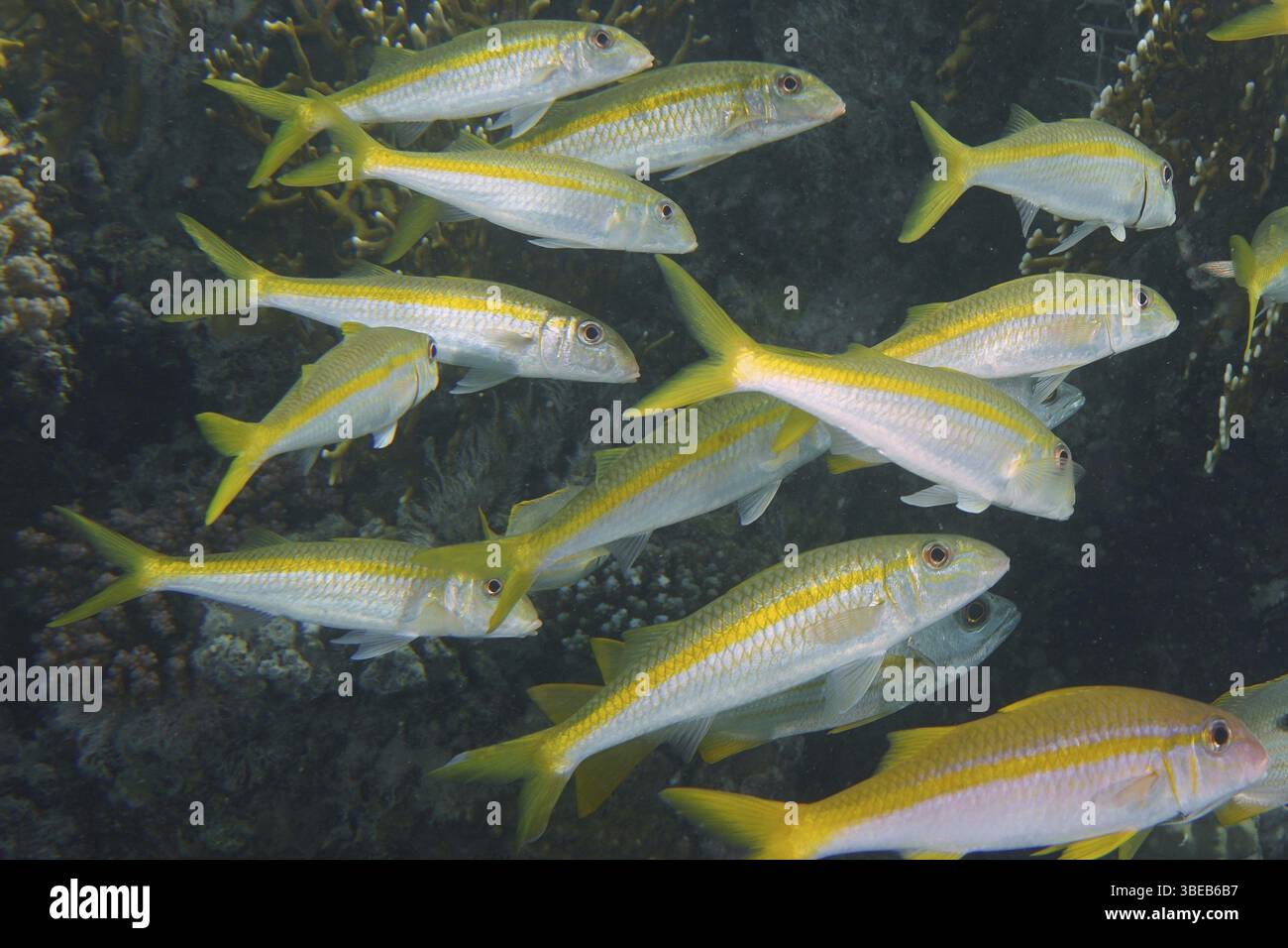 Yellowfin barb (Mulloidichthys vanicolensis Stock Photo - Alamy