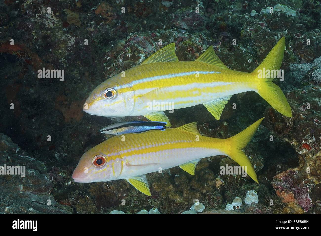 Yellowfin barb (Mulloidichthys vanicolensis Stock Photo - Alamy
