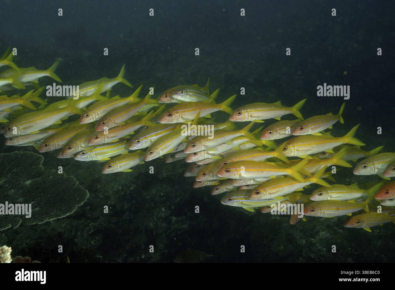 Yellowfin barb (Mulloidichthys vanicolensis Stock Photo - Alamy