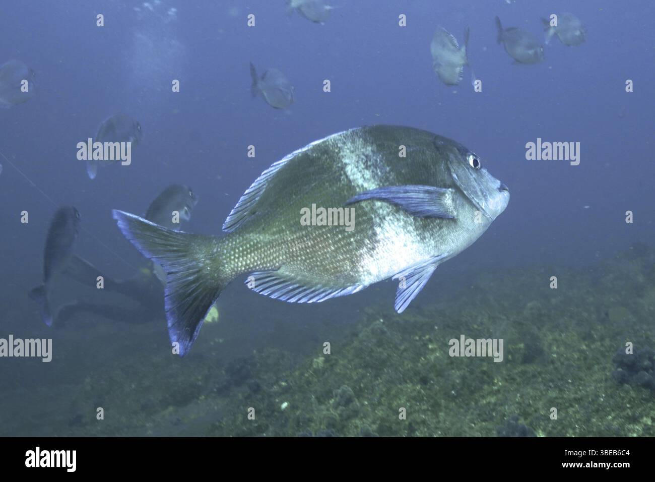 Zebra seabream diplodus cervinus hi-res stock photography and images ...