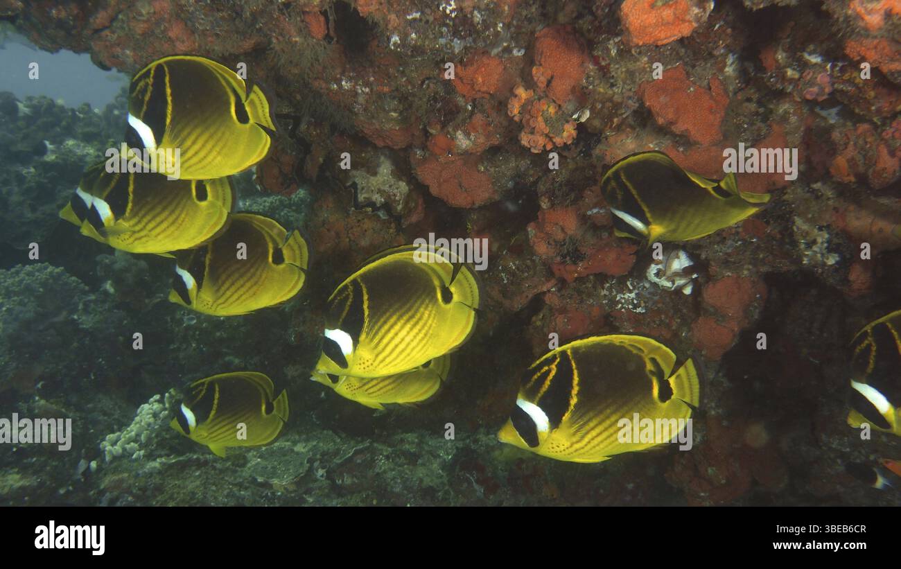 Crescent moon butterflyfish (Chaetodon lunula Stock Photo - Alamy