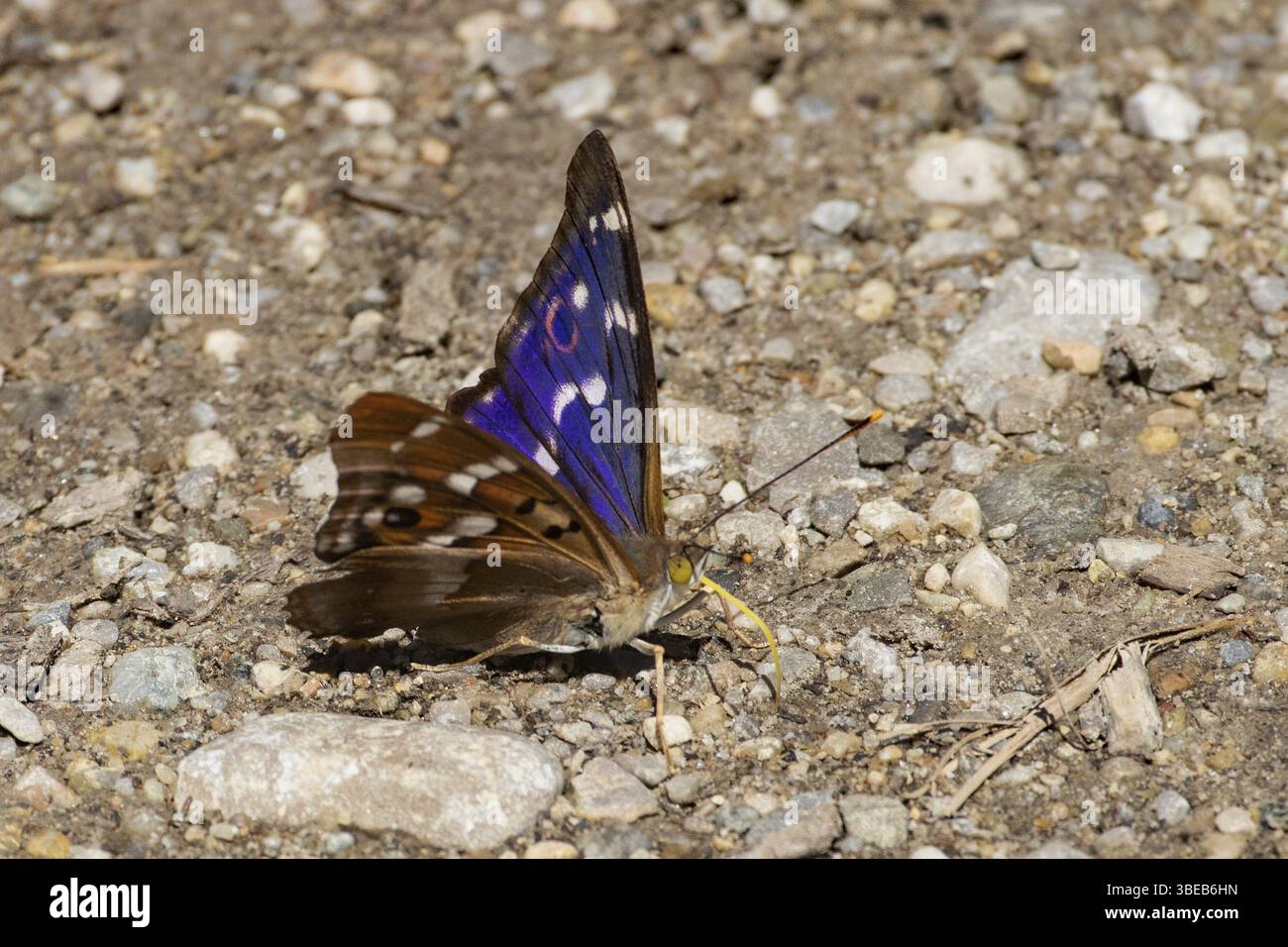 Lesser purple emperor (Apatura lilia Stock Photo - Alamy