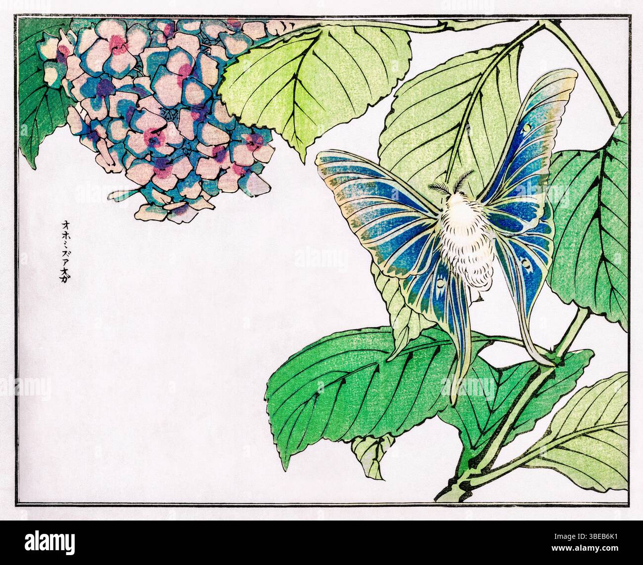 Detailed moth and plant illustration by Morimoto Toko, 1910 - vintage ...