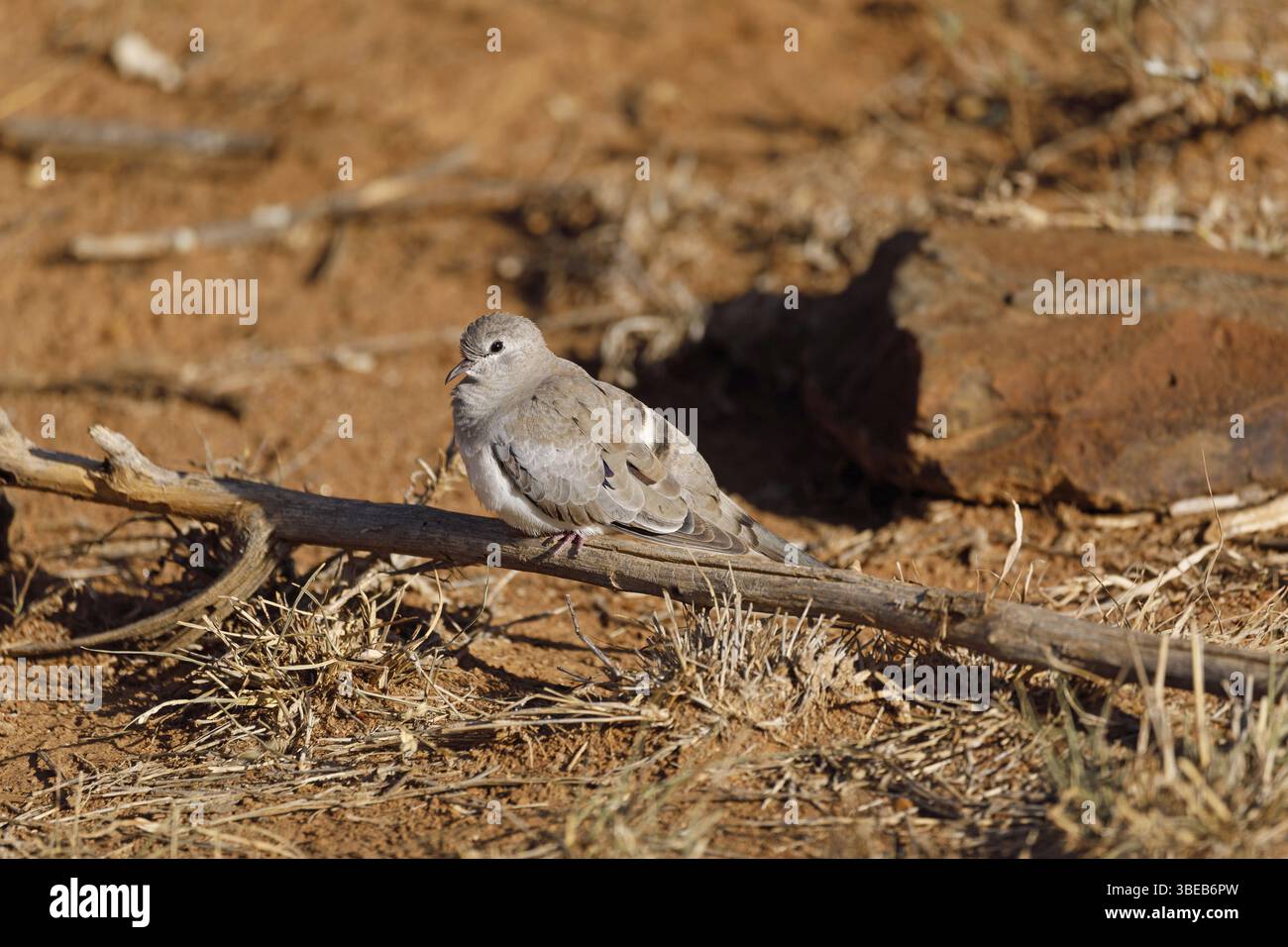Cape pigeon female (Oena capensis Stock Photo - Alamy