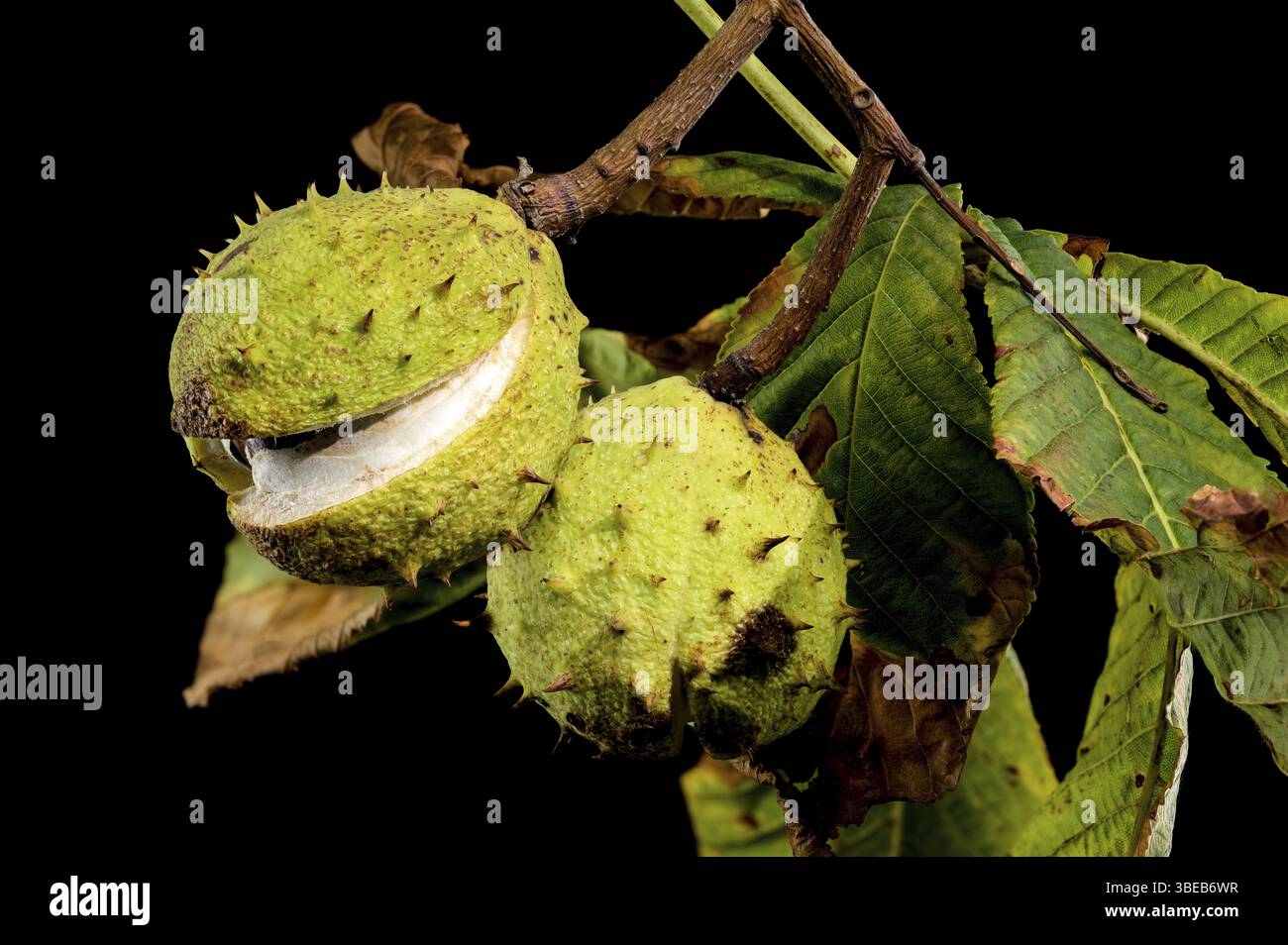 The seed pod of a horse chestnut (Aesculus hippocastanum), also known ...