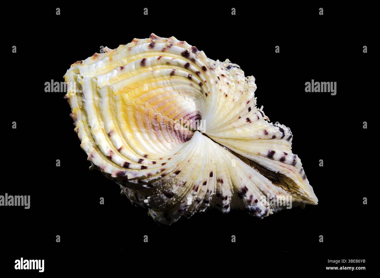 Close-up of a Hippopus hippopus, also known as the horse hoof clam ...