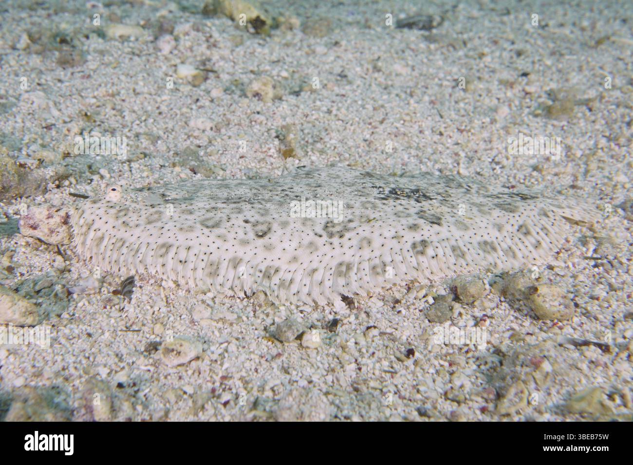 Moses sole (Pardachirus marmoratus Stock Photo - Alamy