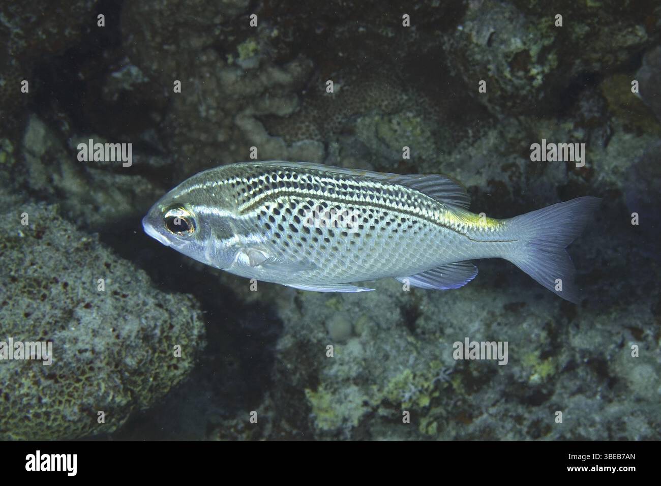 Arabian monocle bream (Scolopsis ghanam Stock Photo - Alamy