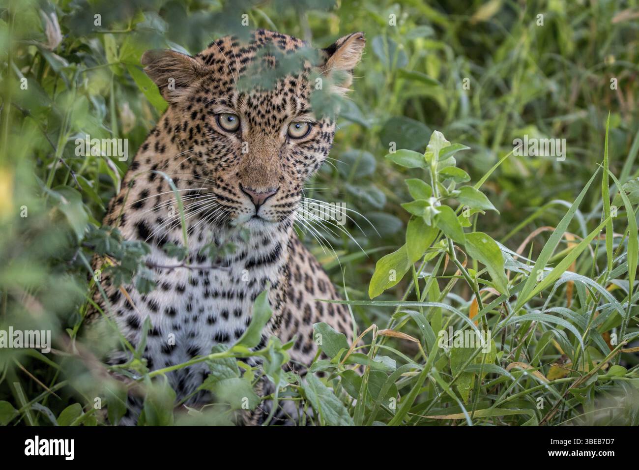 Leopard hiding in the bushes in the Central Kalahari, Botswana, Africa ...