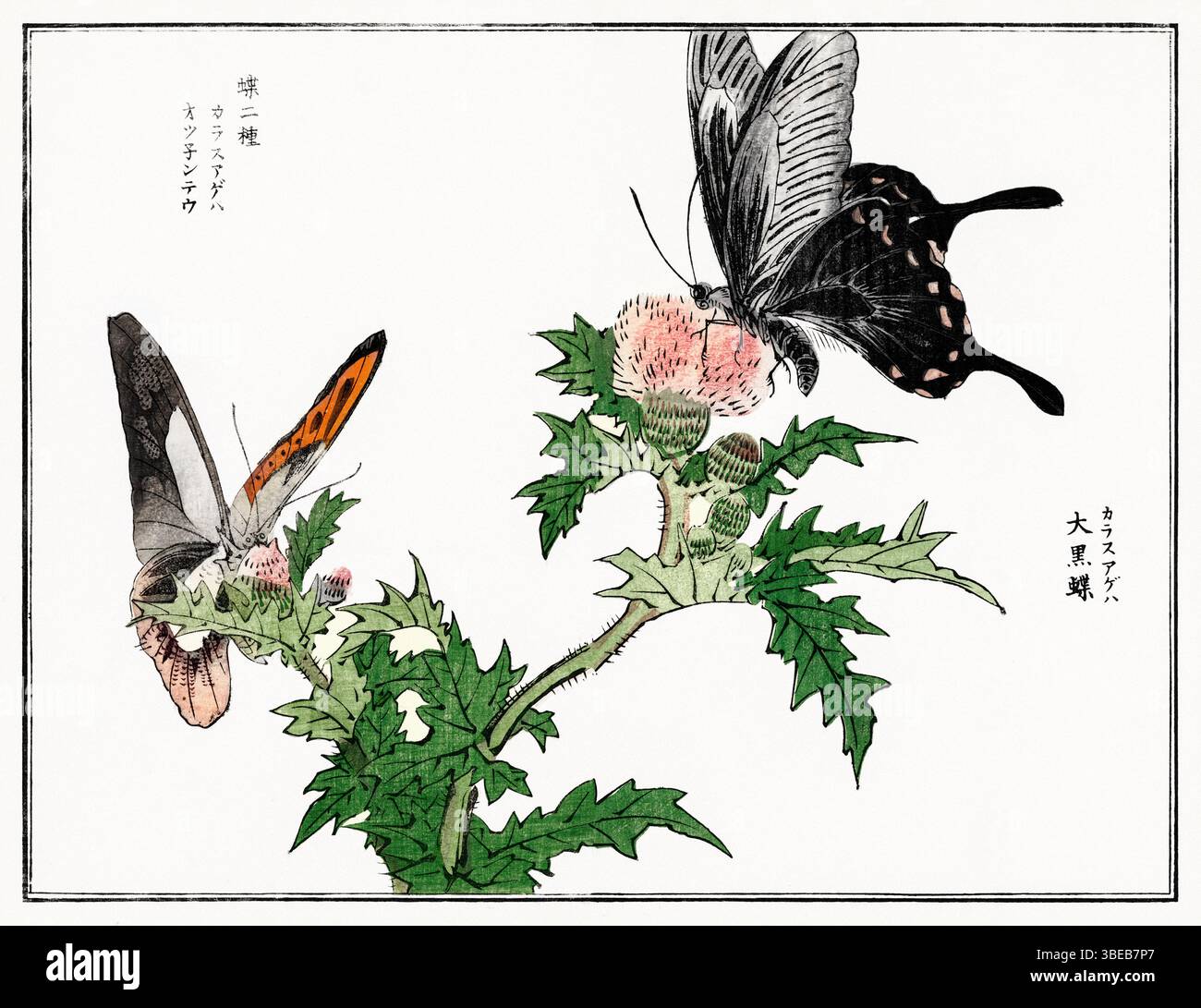Delicate butterfly and flower scene by Morimoto Toko, from 1910 Churui ...