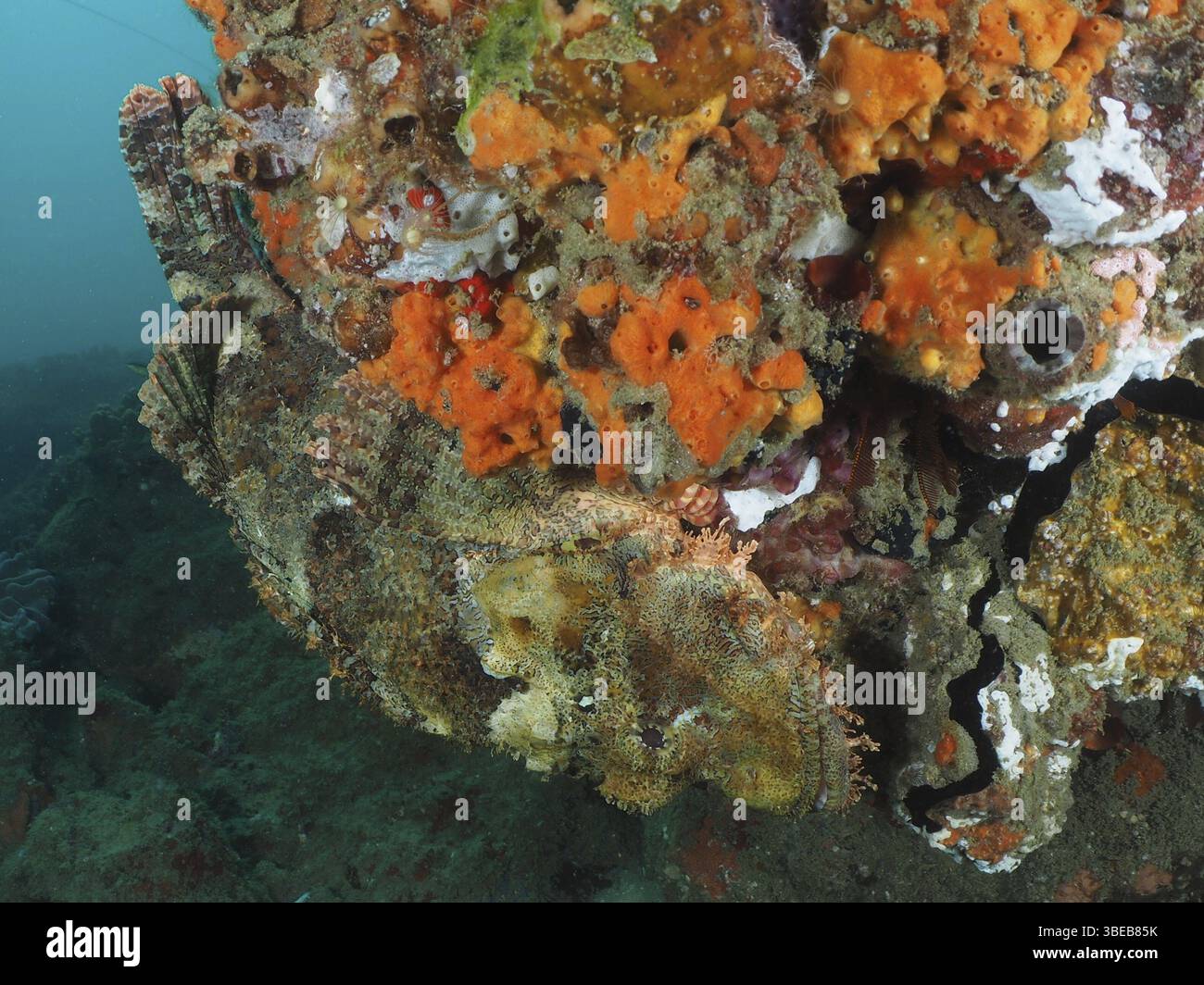 Fringed dragon's head (Scorpaenopsis oxycephala Stock Photo - Alamy