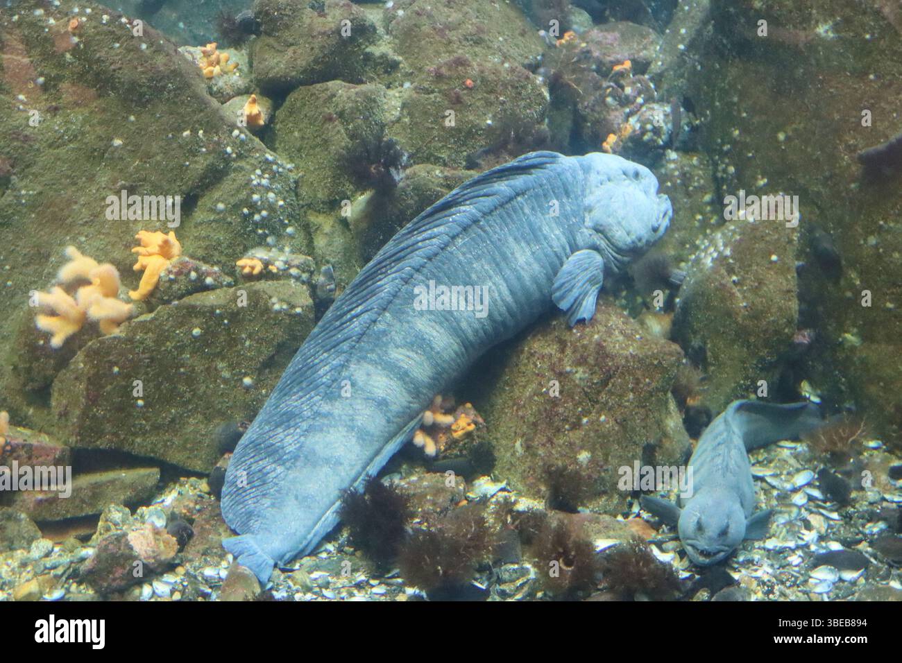 The Atlantic wolffish (Anarhichas lupus), also known as the seawolf ...