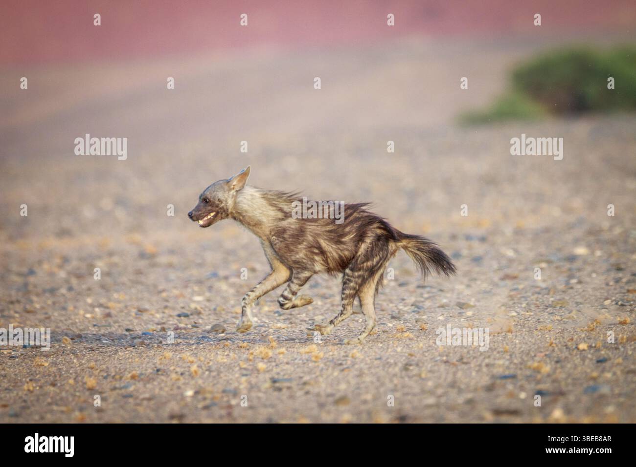 Brown hyena running in the desert in Namibia Stock Photo - Alamy
