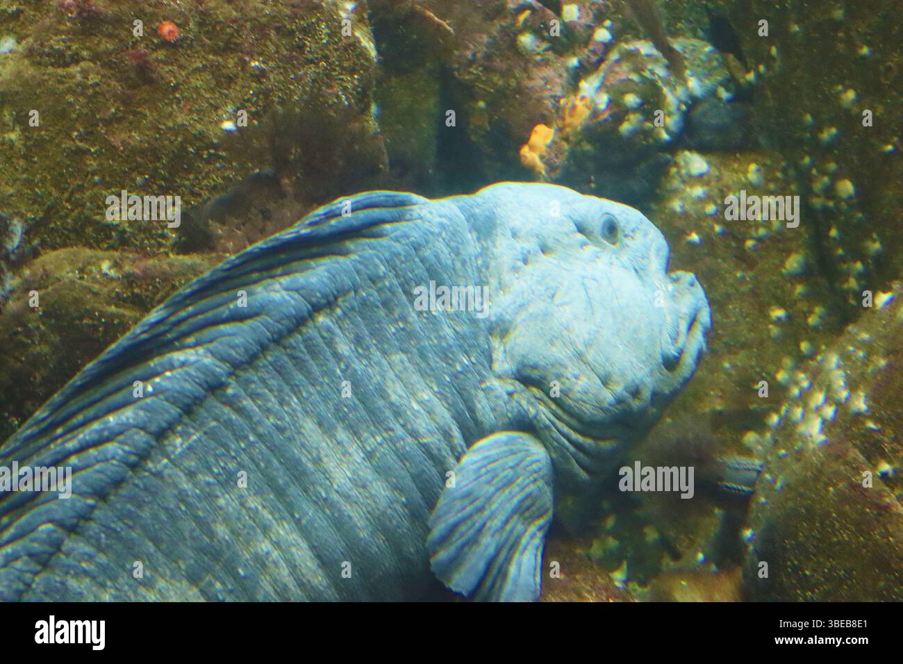 The Atlantic wolffish (Anarhichas lupus), also known as the seawolf ...