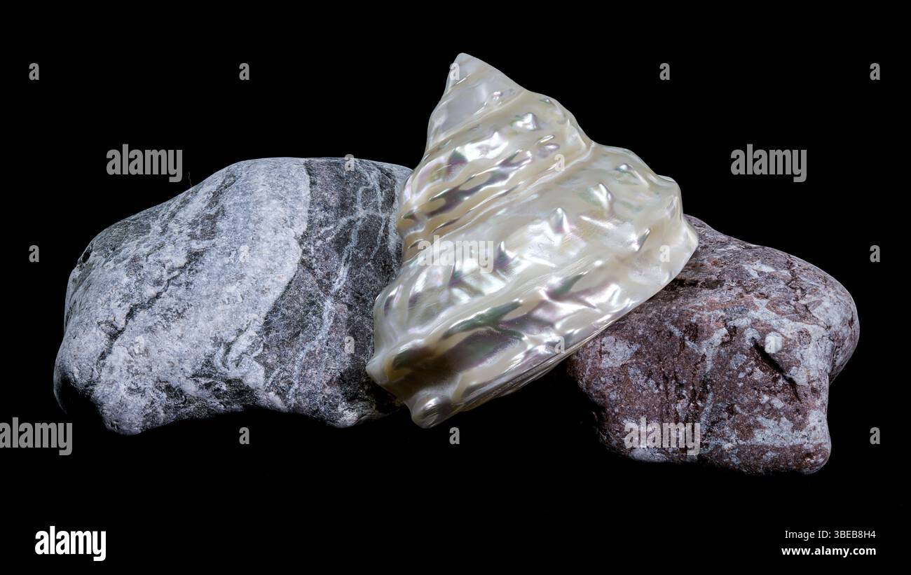 Beautiful pearlized wavy turban seashell, Astraea turbinicum ...