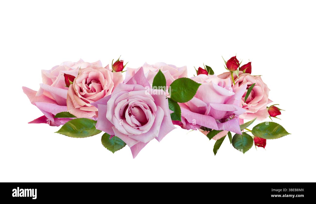 Row white pink roses Cut Out Stock Images & Pictures - Alamy