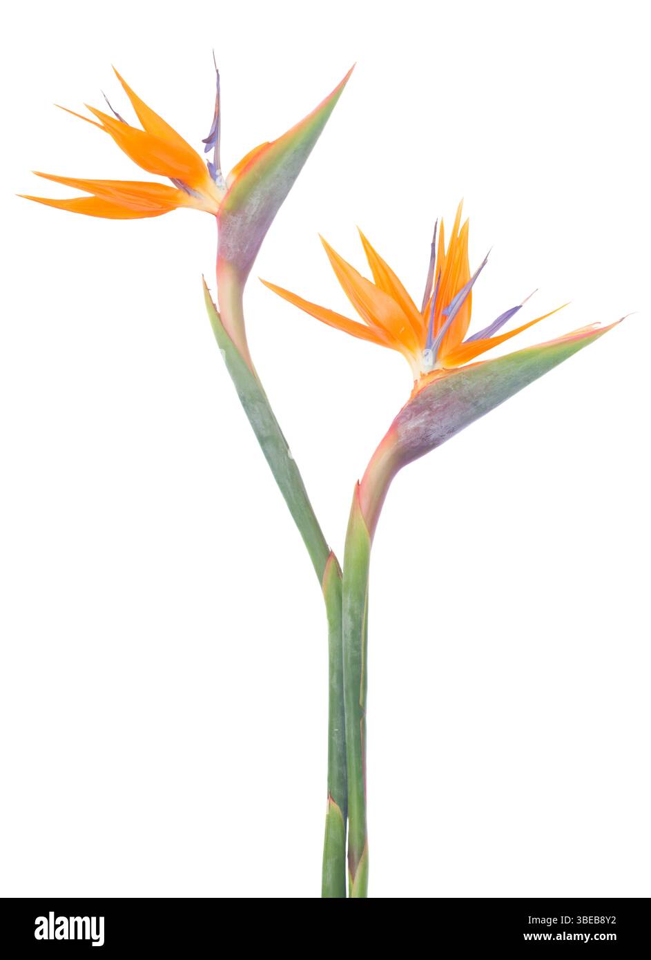 Stunning and Beautiful Strelitzia Flowers Displayed on a Clean White ...