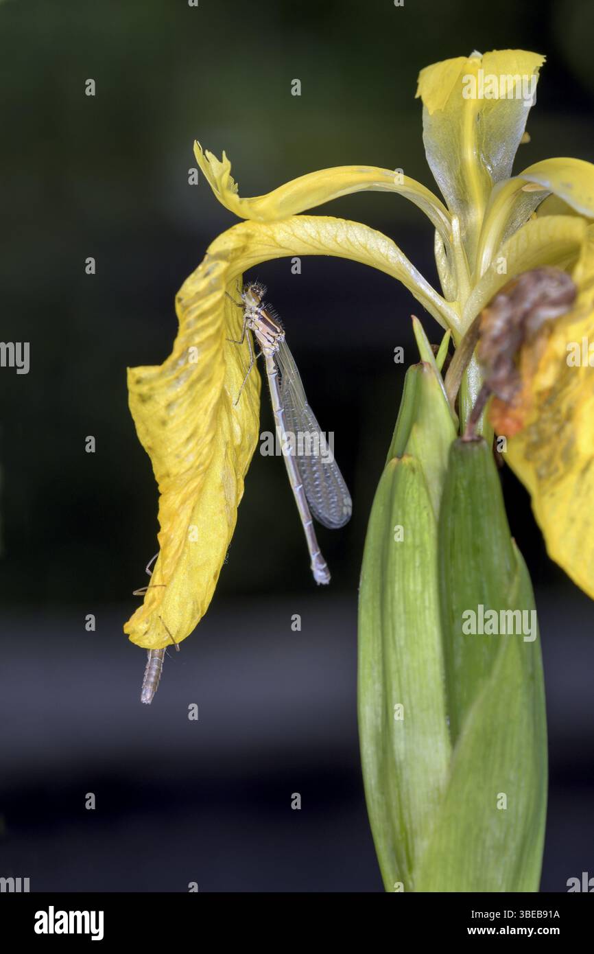 Juvenile female horseshoe damselfly - Coenagrion puella with its ...