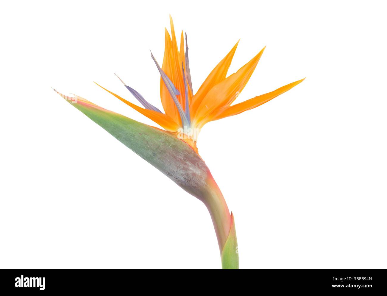 Stunning and Beautiful Strelitzia Flowers Displayed on a Clean White ...