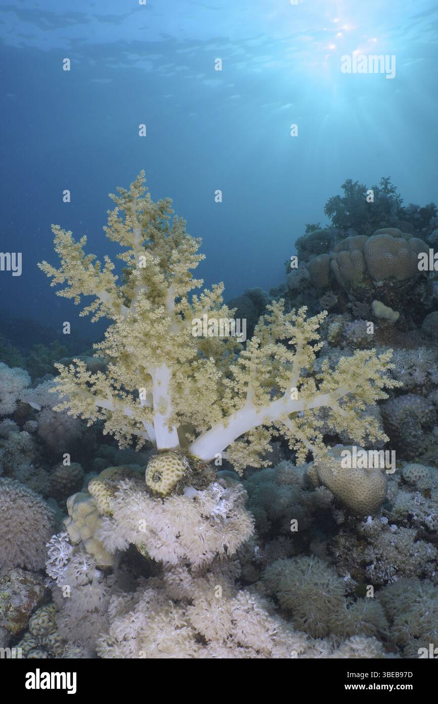 Broccoli tree litophyton arboreum hi-res stock photography and images ...