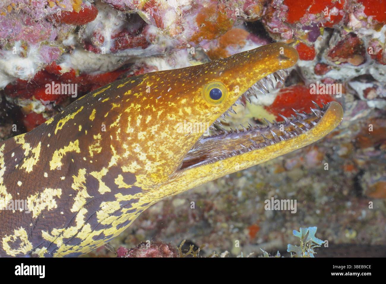 Tiger moray eel (Enchelycore anatina Stock Photo - Alamy