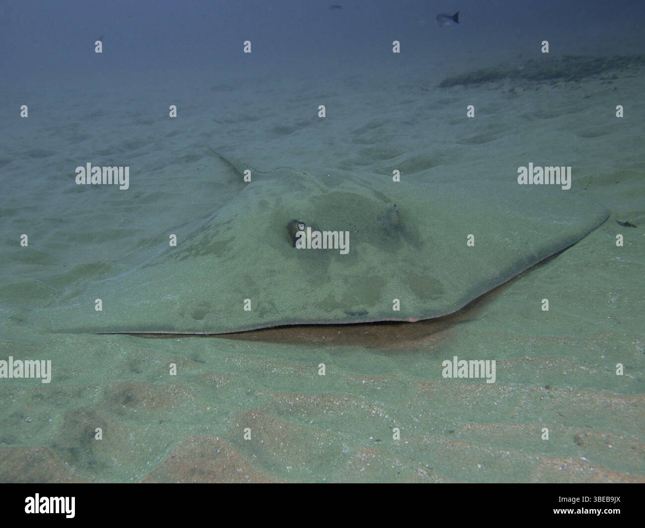 Trygon jenkinsii hi-res stock photography and images - Alamy