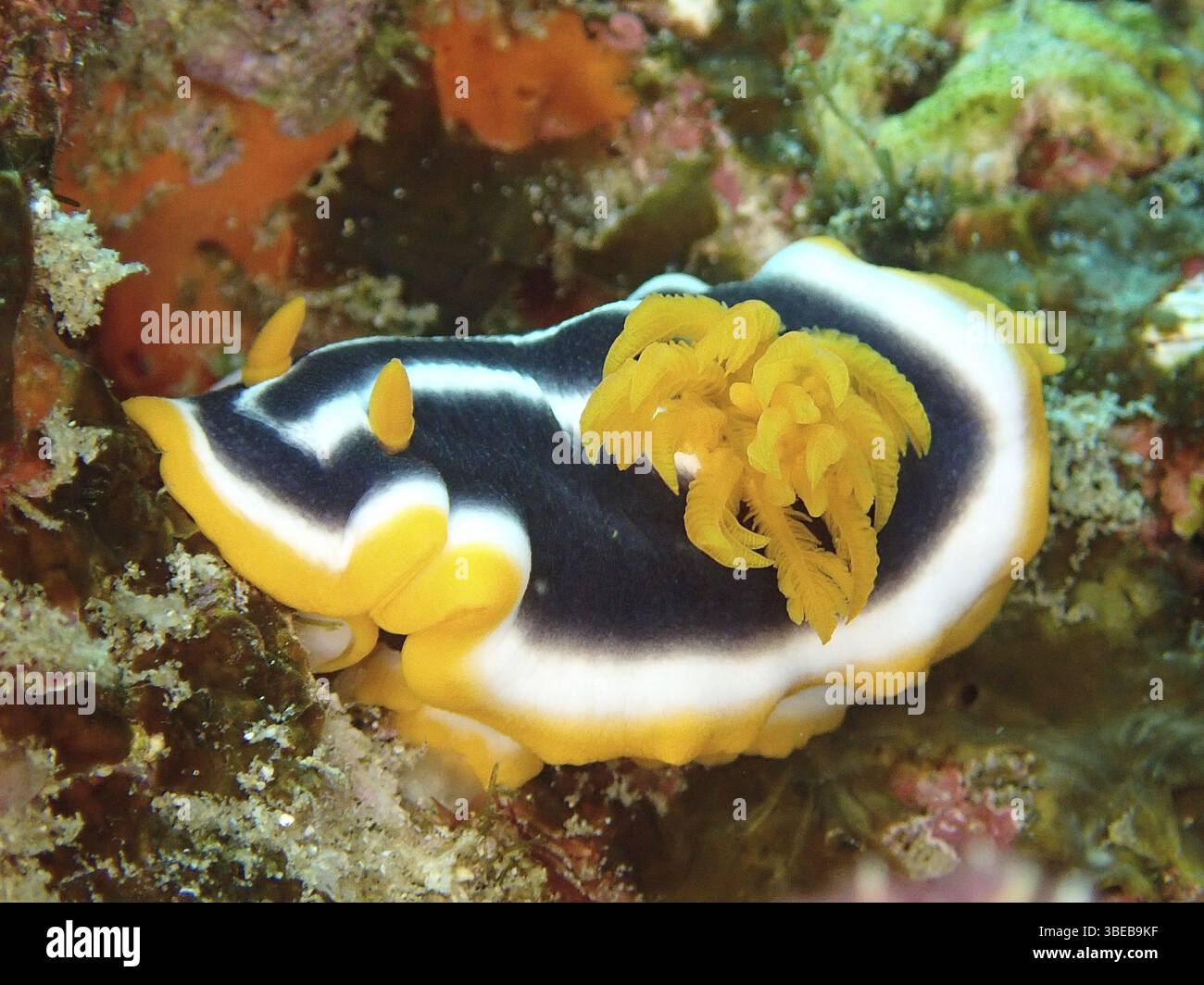 African star snail (Chromodoris africana Stock Photo - Alamy