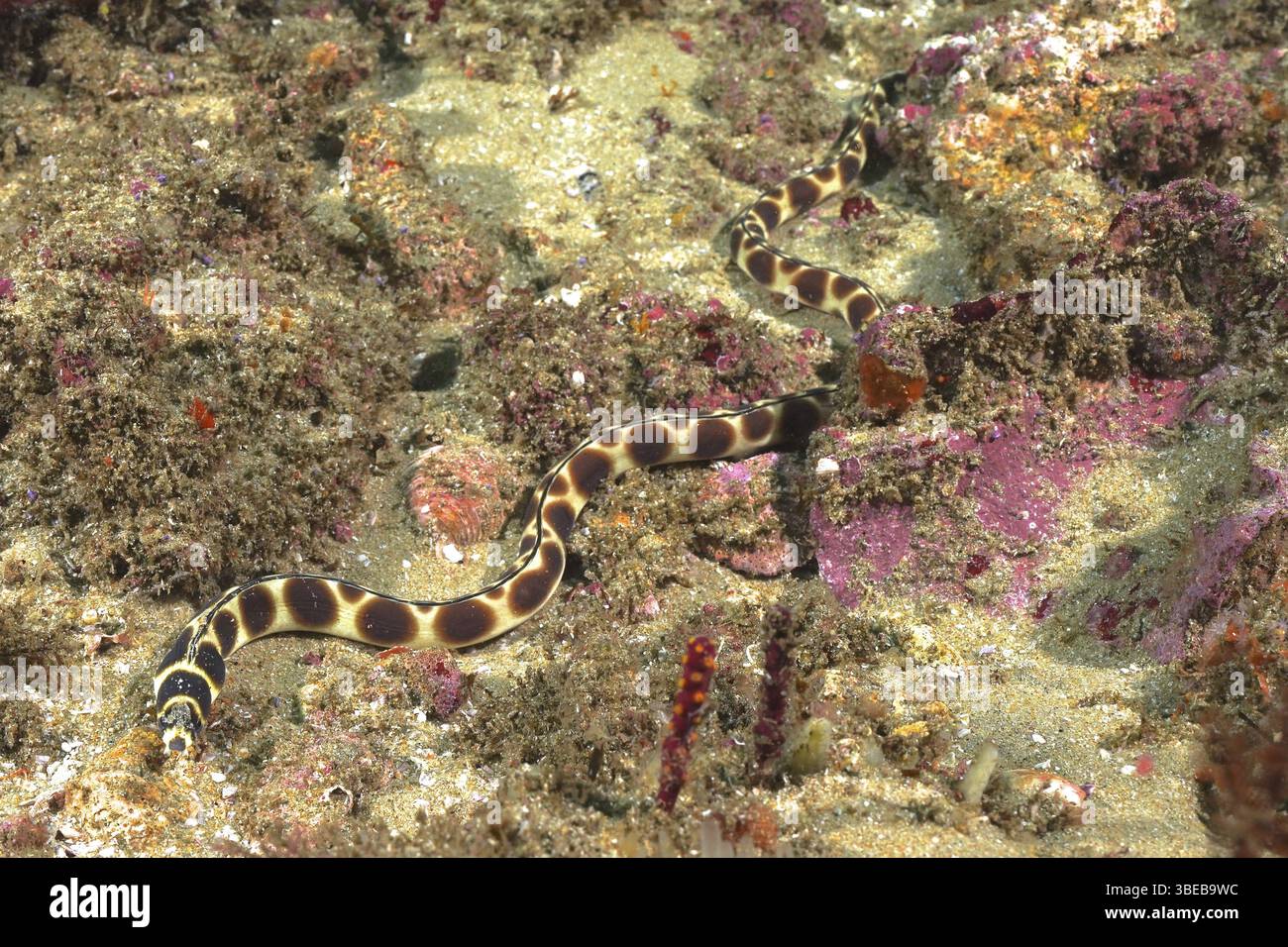 Spotted snake eel (Myrichthys maculosus Stock Photo - Alamy
