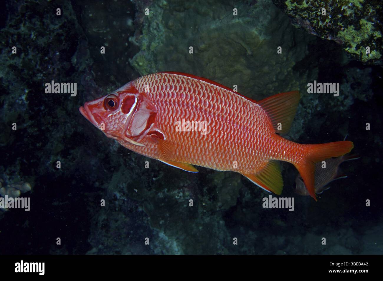 Large-thorned hussar fish (Sargocentron spiniferum Stock Photo - Alamy