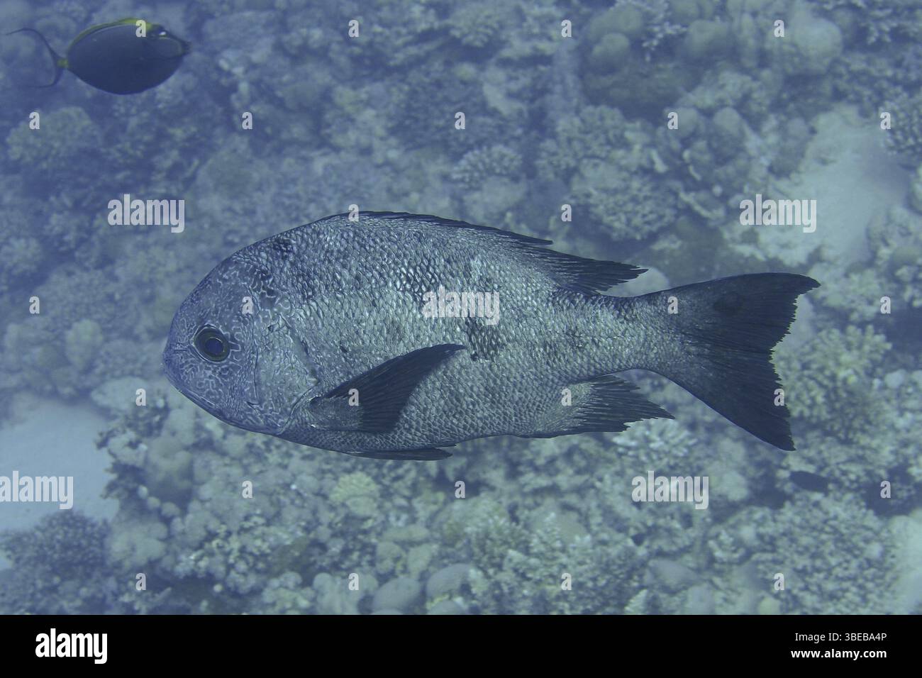 Red snapper fish sea hi-res stock photography and images - Alamy