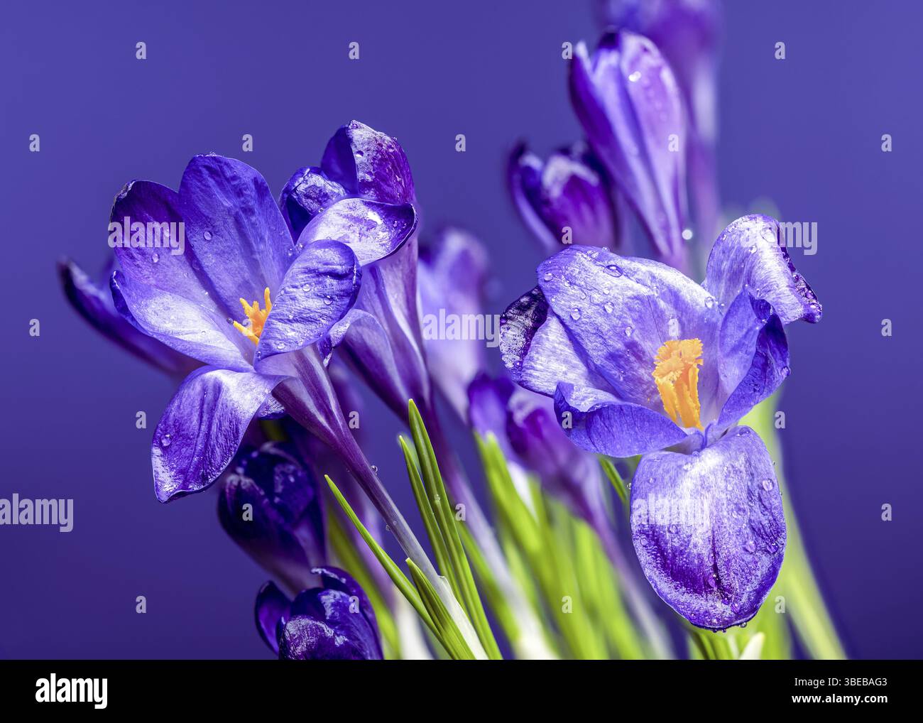 A close-up captures the delicate beauty of a purple Crocus vernus ...